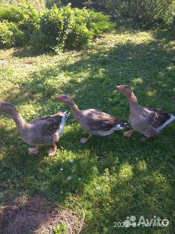 Гусь Крупный Серый из Гатчины