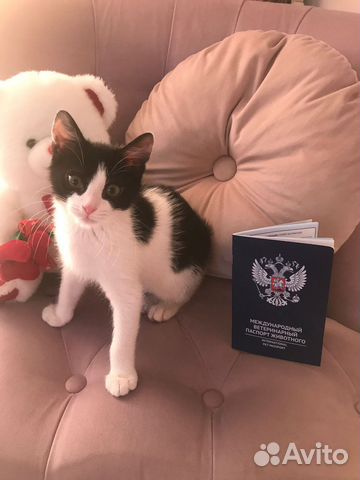 Котёнок мальчик бесплатно