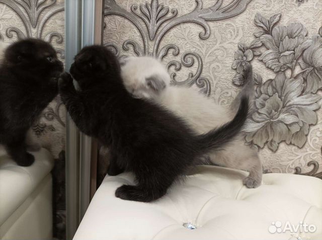 Шотландская девочка