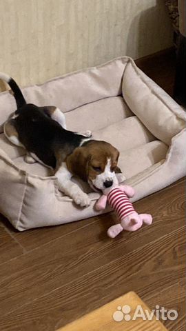 Шенок бигль девочка