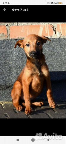 Щенки подростки в добрые руки