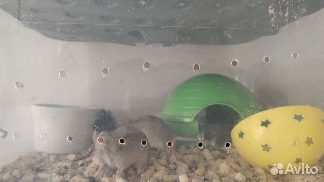 Мыши молодые