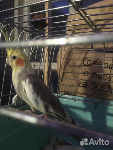 Попугай карела