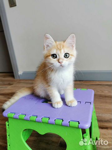 Котик золотой британец