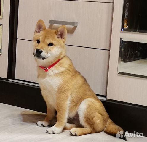 Сиба ину. Подросток. 5 месяцев