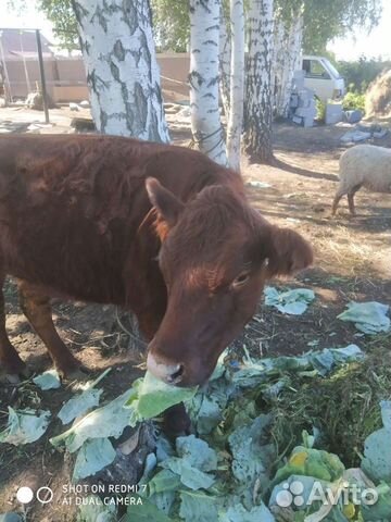 Телки стельные