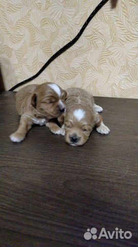 Мальтипу бронь к новому году