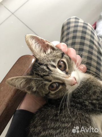 Котёнок Аляска