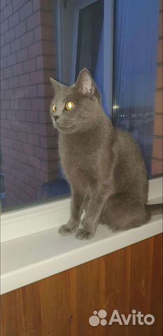 Британская короткошерстная кошка