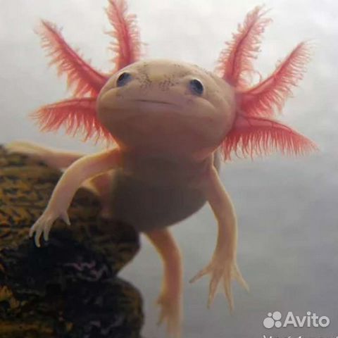 Аксолотль водяной дракон