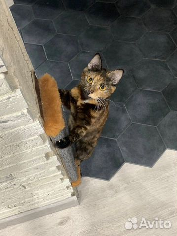 Потерялась кошка