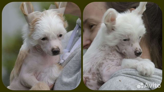 Китайская хохлатая