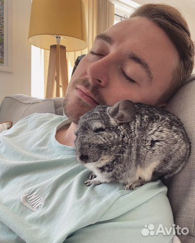 Домашние животные грызуны