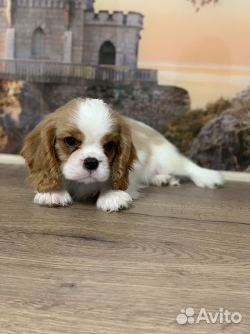 Кавалер кинг чарльз спаниель мальчик
