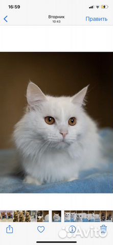 Шикарный ангорский котик ищет дом