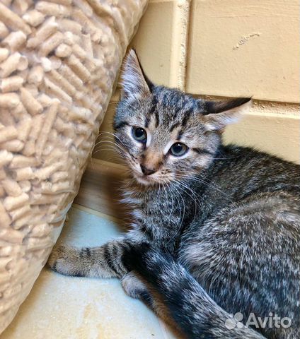 Полосатая котенок Тутси в дар