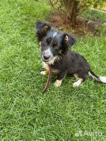 Щенок кобелек Рафик