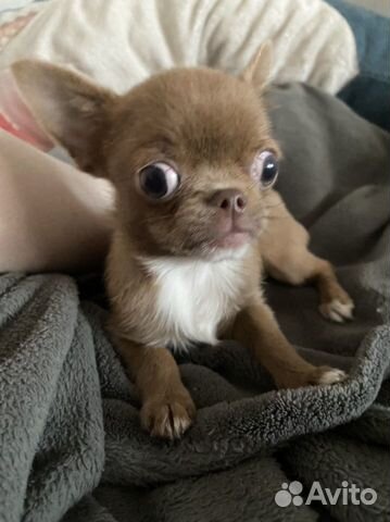 Чихуахуа мини девочка