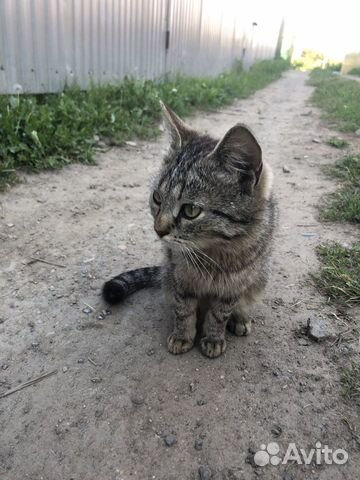 Без породный котенок