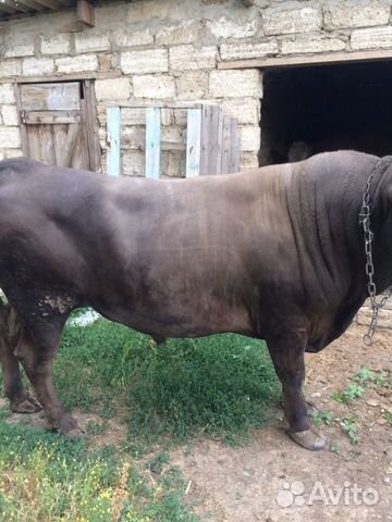 Быки на племя