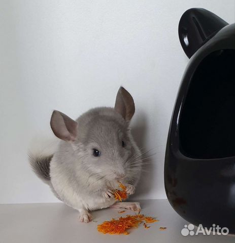 Шиншилленок мальчик белый фиолет 2 мес