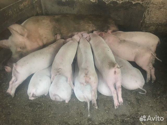 Поросята ландрас