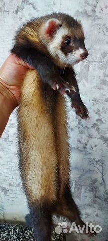 Хорек с клеткой