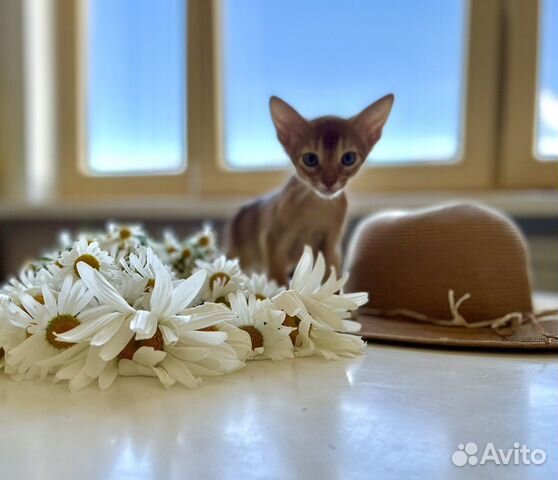 Абиссинская кошечка