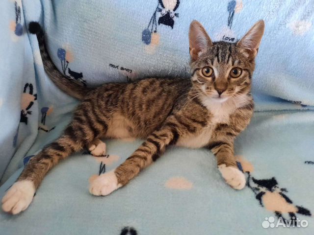 Котенок 4 месяца
