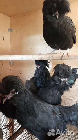 Падуан черный