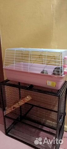 Клетка и белки Дегу