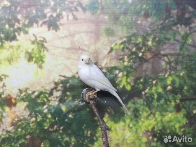 Канарейки девочки