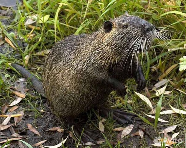 Продам нутрий