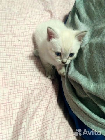 Котёнок -кошечка в добрые руки
