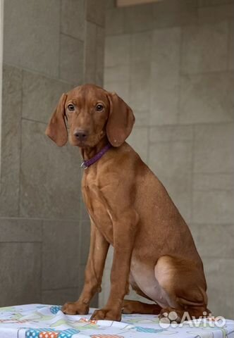 Венгерская выжла