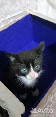 Кошечка в добрые руки