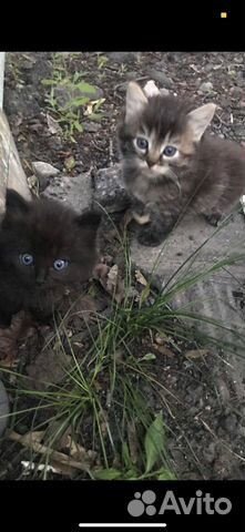 Котятки на улице найденыши