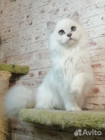 Британский длинношерстный кот 6 мес