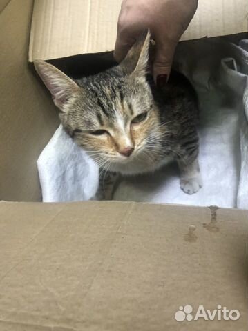 Найдена кошечка