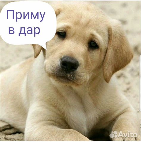 Приму в дар щенка лабрадора