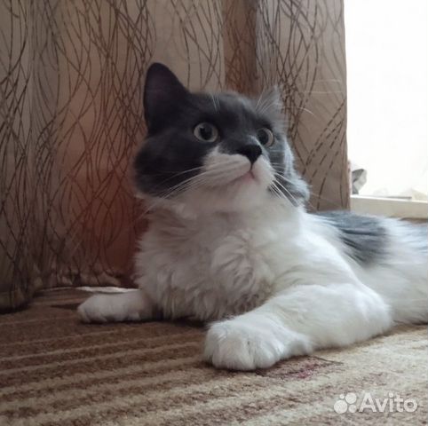 Кот молодой бесплатно