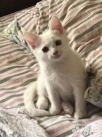 Котик бесплатно