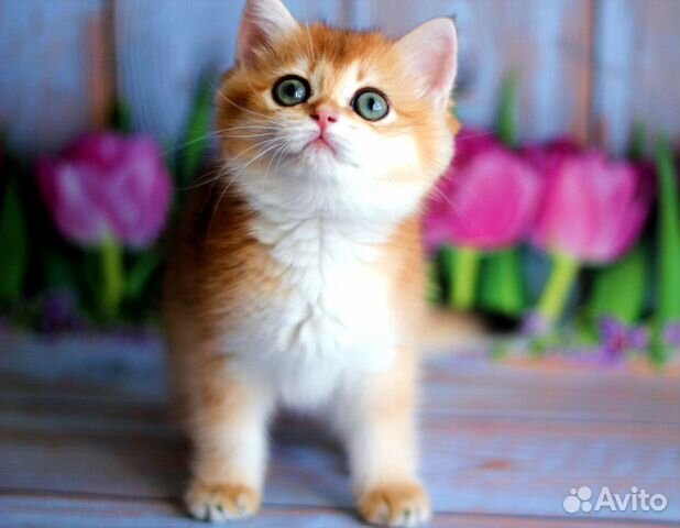 Роскошная девочка Консуэла, bri ny11