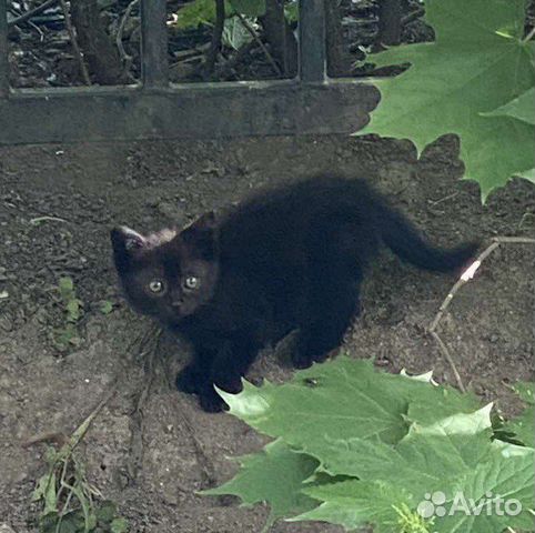 Котята в добрые руки даром серые