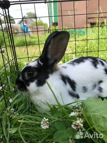 Кролик Винсент (Порода Бабочка)