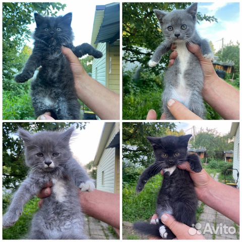 Котята в добрые руки бесплатно