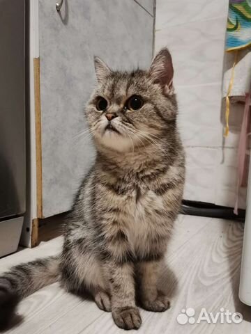 Кошка Франческа ищет дом