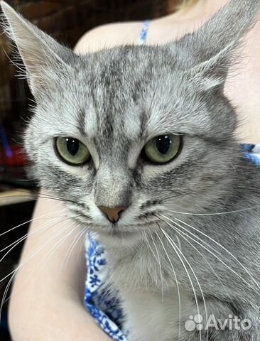 Серебряная кошечка