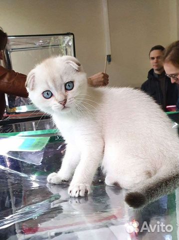 Голубоглазое чудо