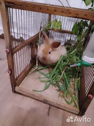 Карликовый кролик с клеткой
